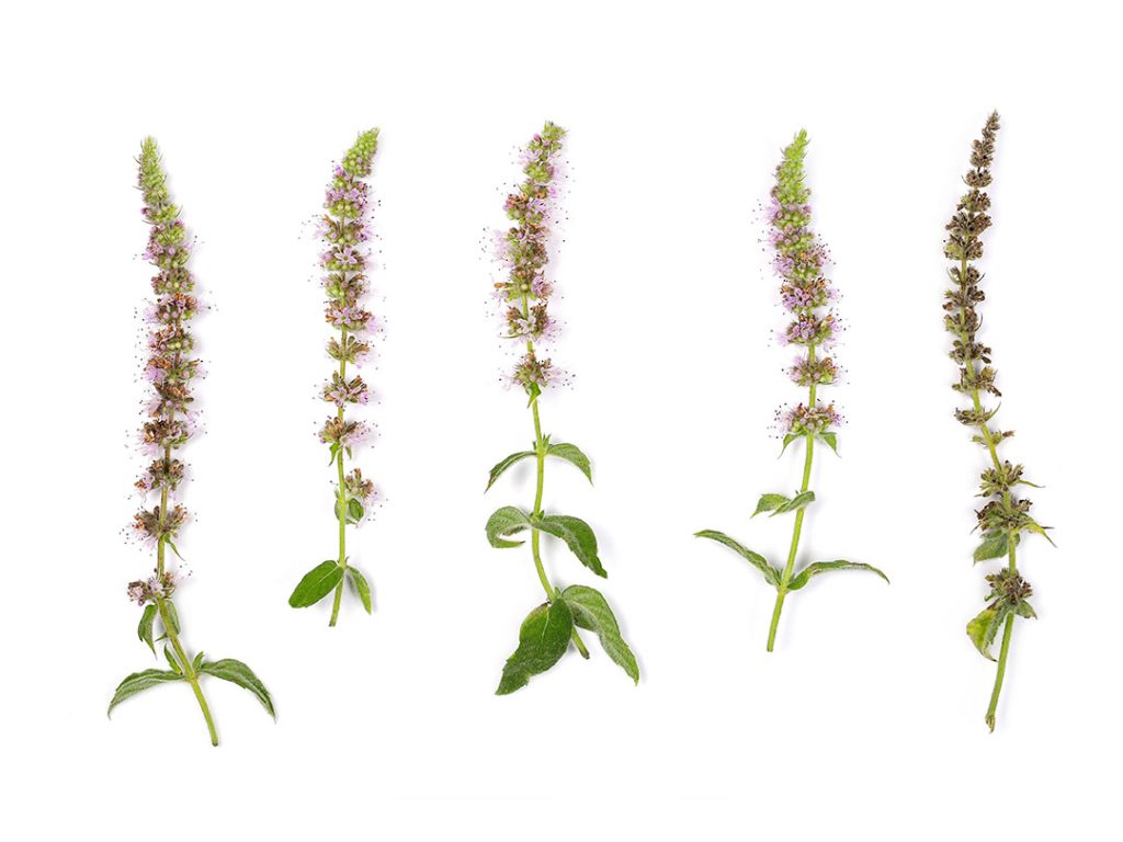 Blend 3 Mentas Swiss Just 10ml – Casa Cirila